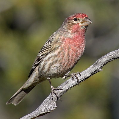 House Finch – Dogs Colorado